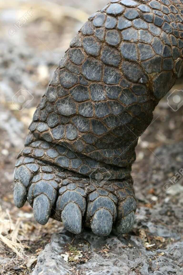 How Many Toes Do Turtles Have? 7 Fascinating Facts