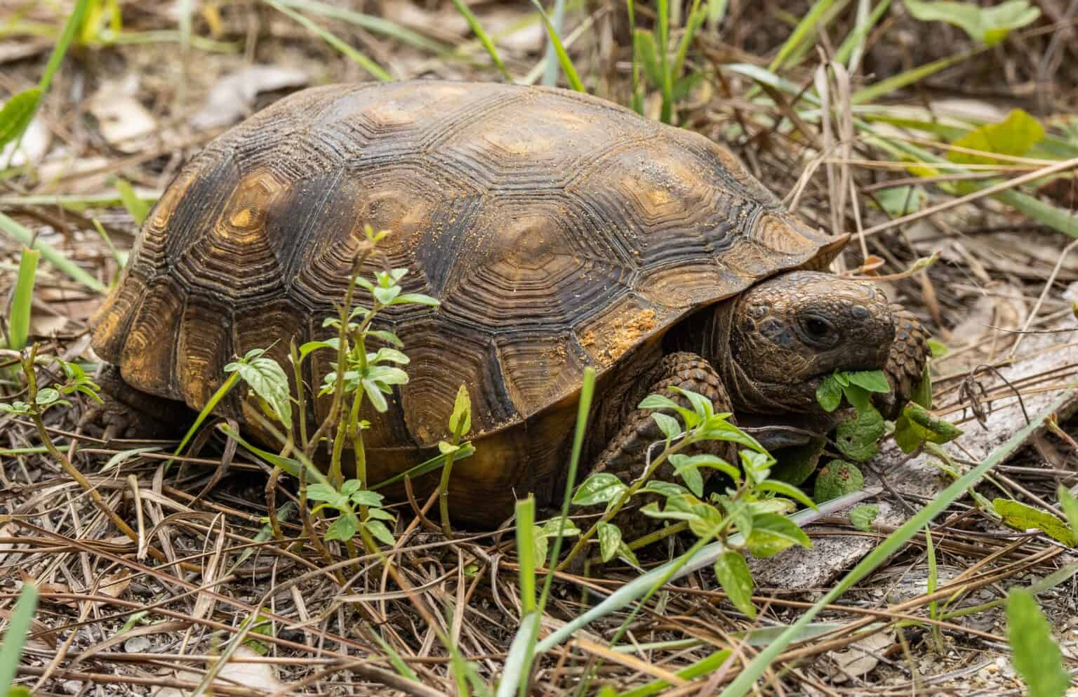 What Do Turtles Eat? Guide to a Healthy Turtle Diet
