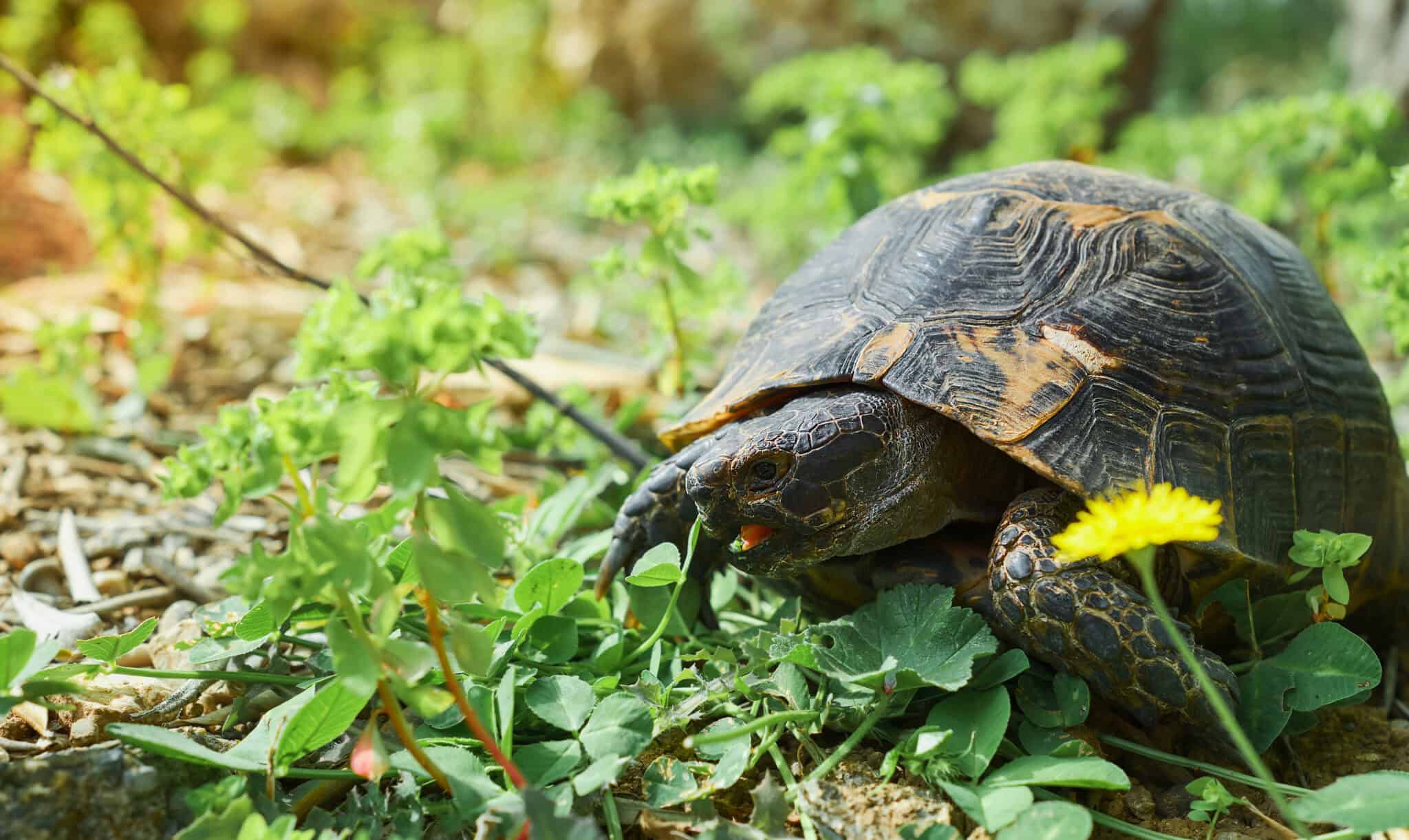 What Do Turtles Eat? Guide to a Healthy Turtle Diet